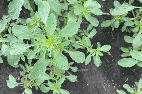 Weed Escapes | Wilbur-Ellis Company